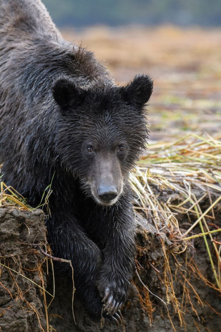 Bear Focused Itineraries | Bluewater Adventures